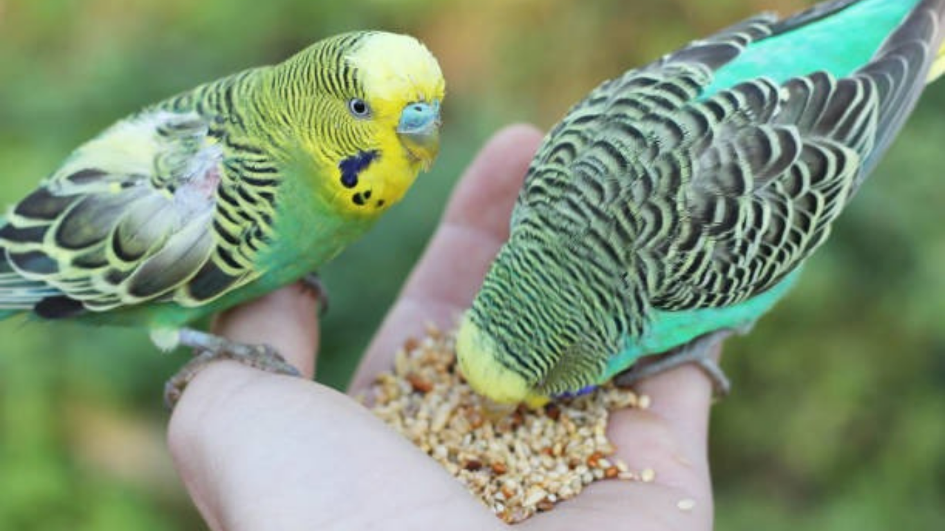 Organic Parrot Food Pellets: A Healthier Feeding Shift